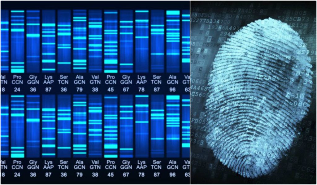Dal DNA fingerprinting all’ingegneria genetica – come riconoscere qualcuno senza leggere il suo ...